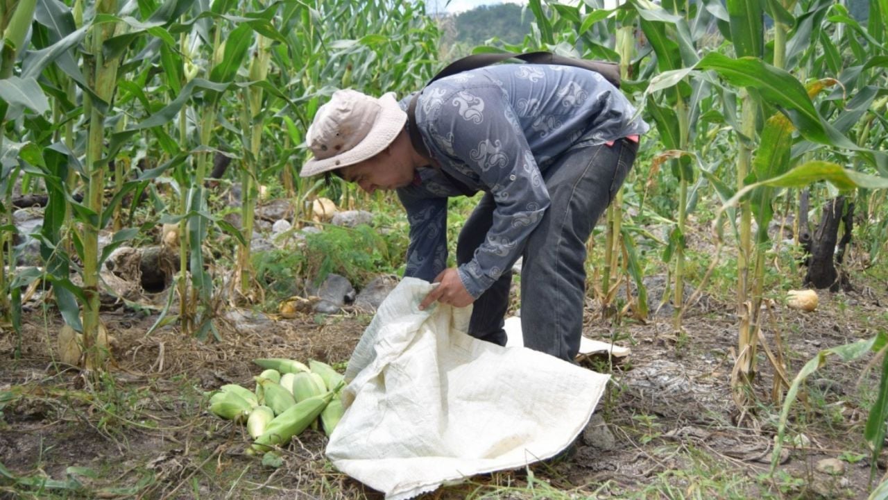 Huella hídrica de México aumenta más del 16% en 12 años y agricultura ...