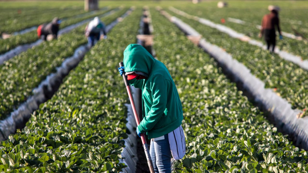 Remesas a México podrían caer casi 6% en 2025 por falta de migrantes en ...