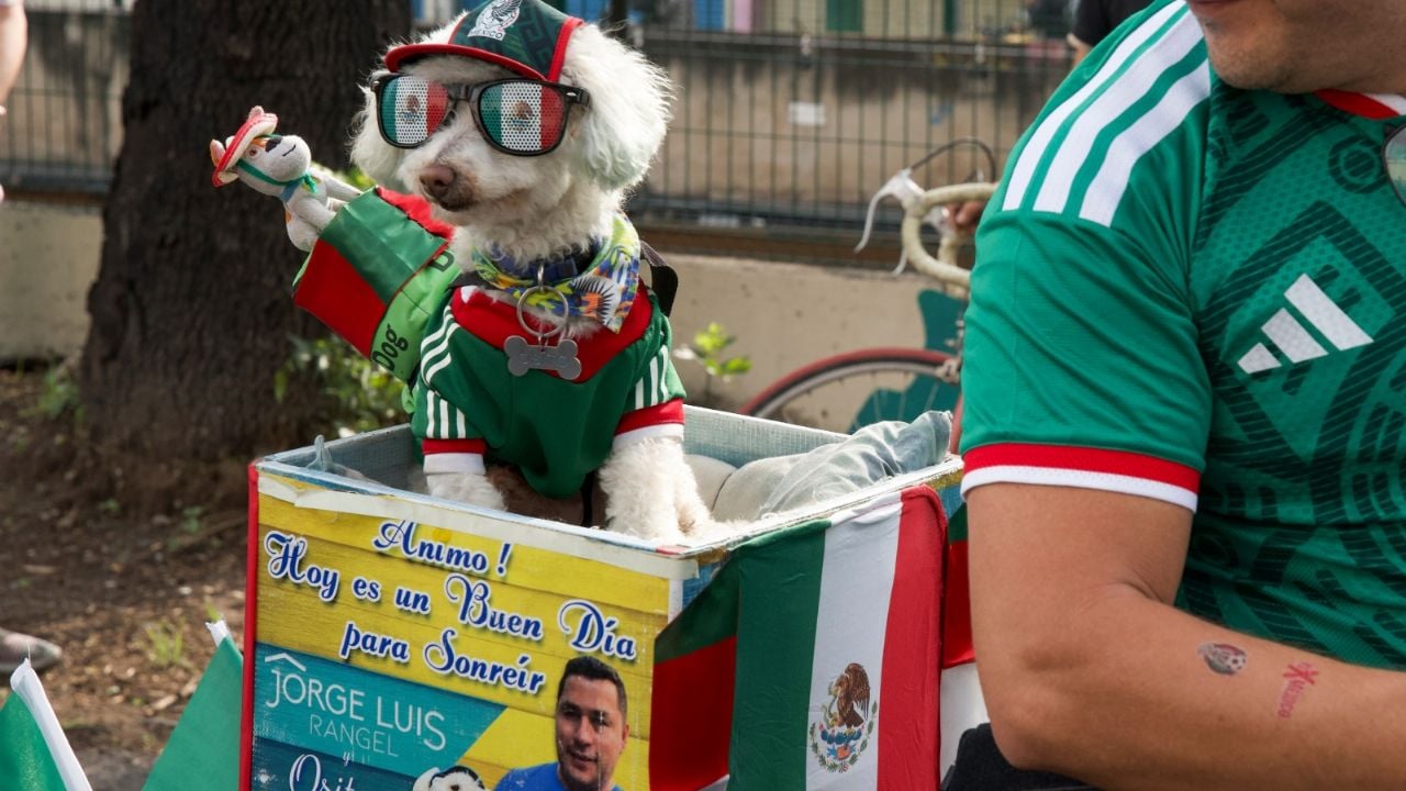 La mascota no oficial del Mundial: "Osito" el perro rescatado que roba ...