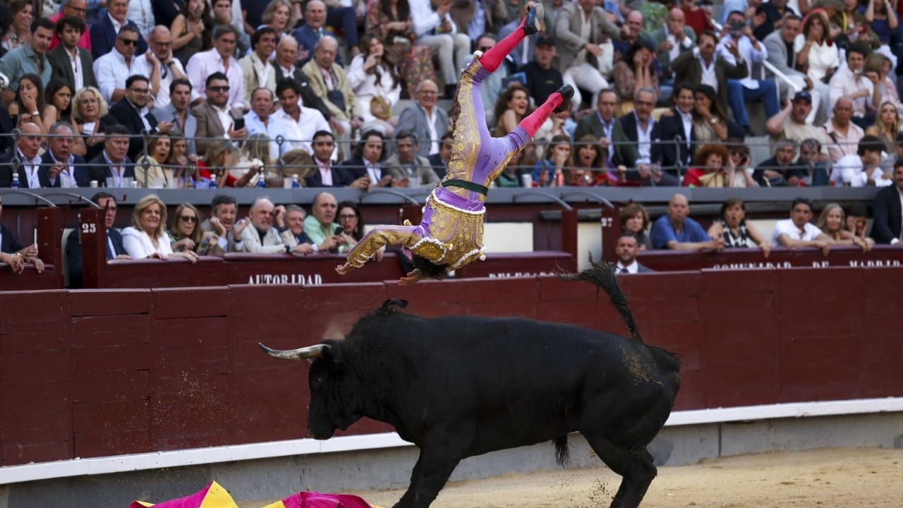 El torero Víctor Hernández es arrastrado dramáticamente por el toro ...